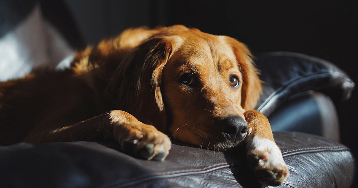 Bladder Infections in Dogs: Symptoms + Treatment Options | FirstVet