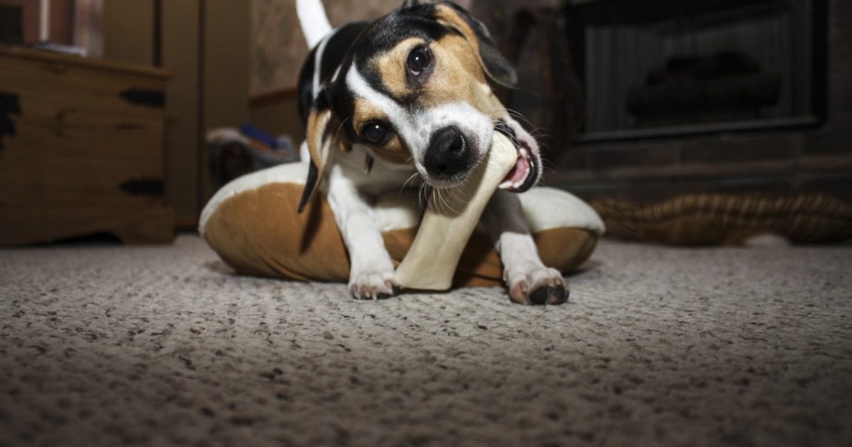 Causes of Mouth Pain and Trouble Chewing in Dogs | FirstVet