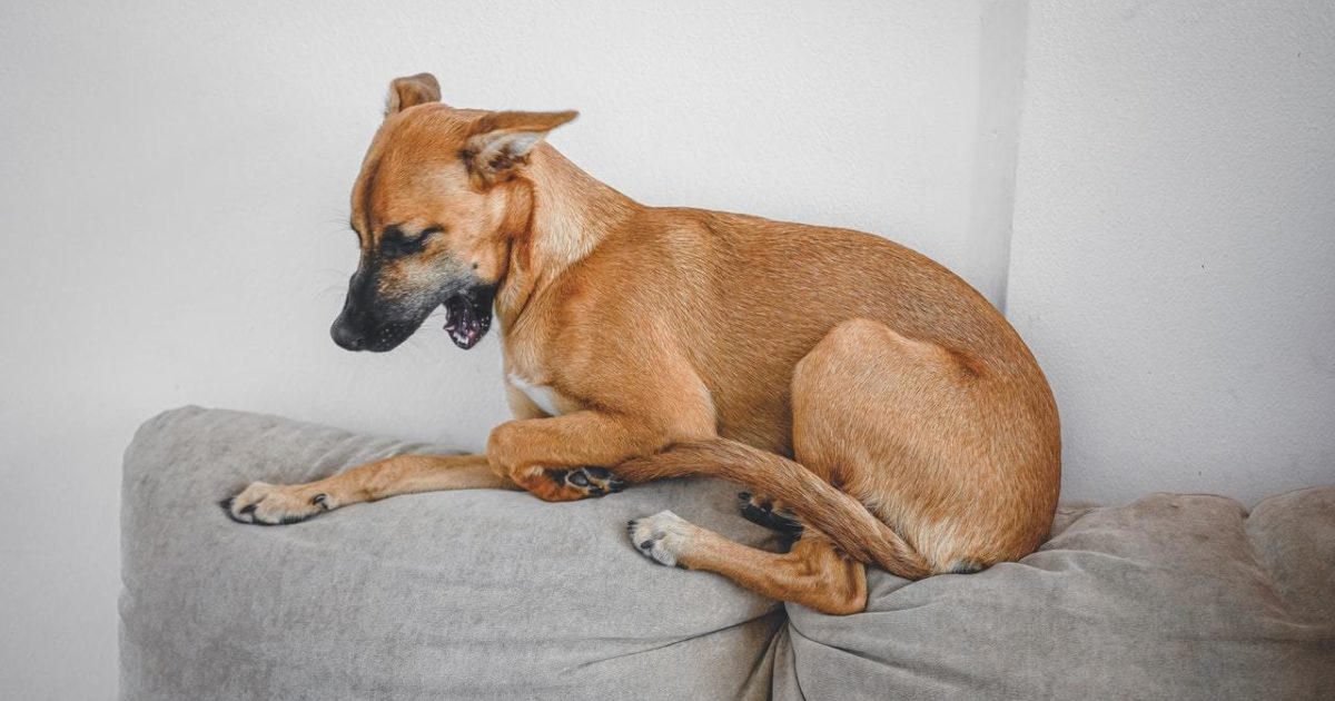 Emergency Care for Choking in Pets | FirstVet