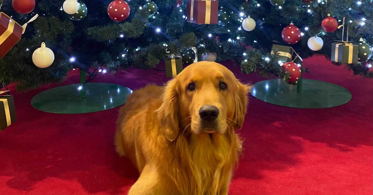 7 ways to give your dog a very happy Christmas! | FirstVet