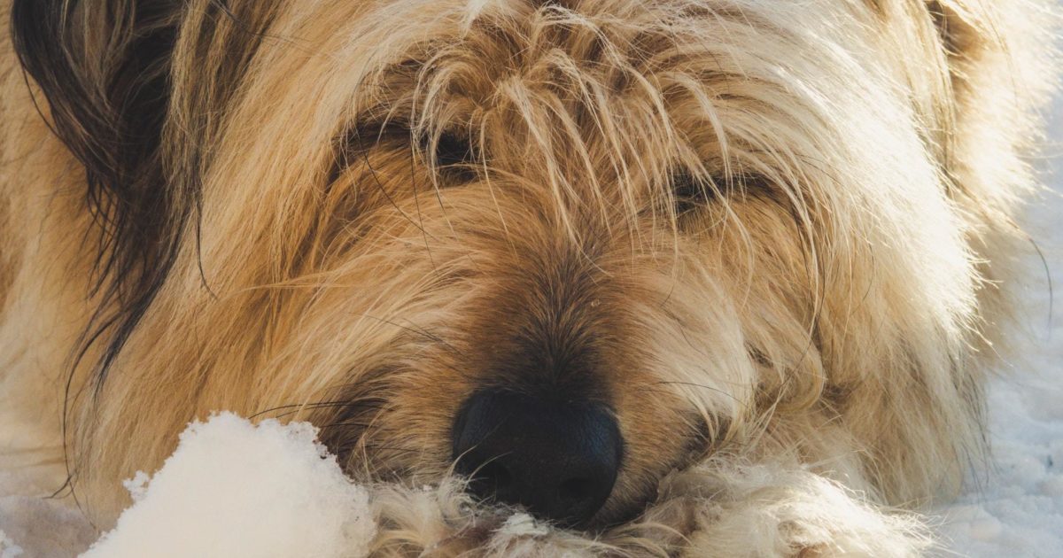 What causes sneezing and cold symptoms in dogs? | FirstVet