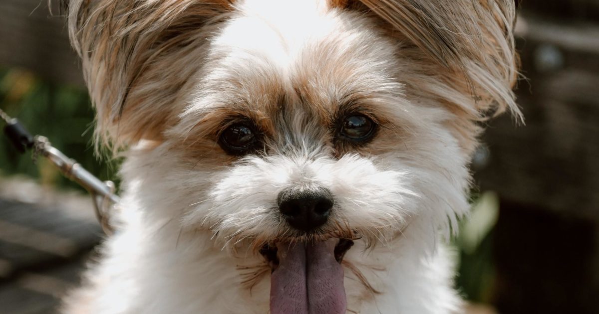 What can I do if my dog is constipated? | FirstVet