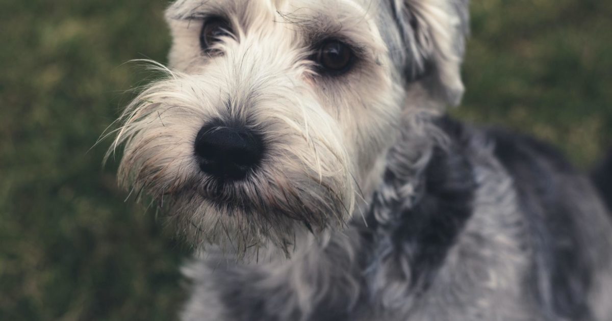 Cushing's Disease in Pets: Symptoms and Treatment | FirstVet