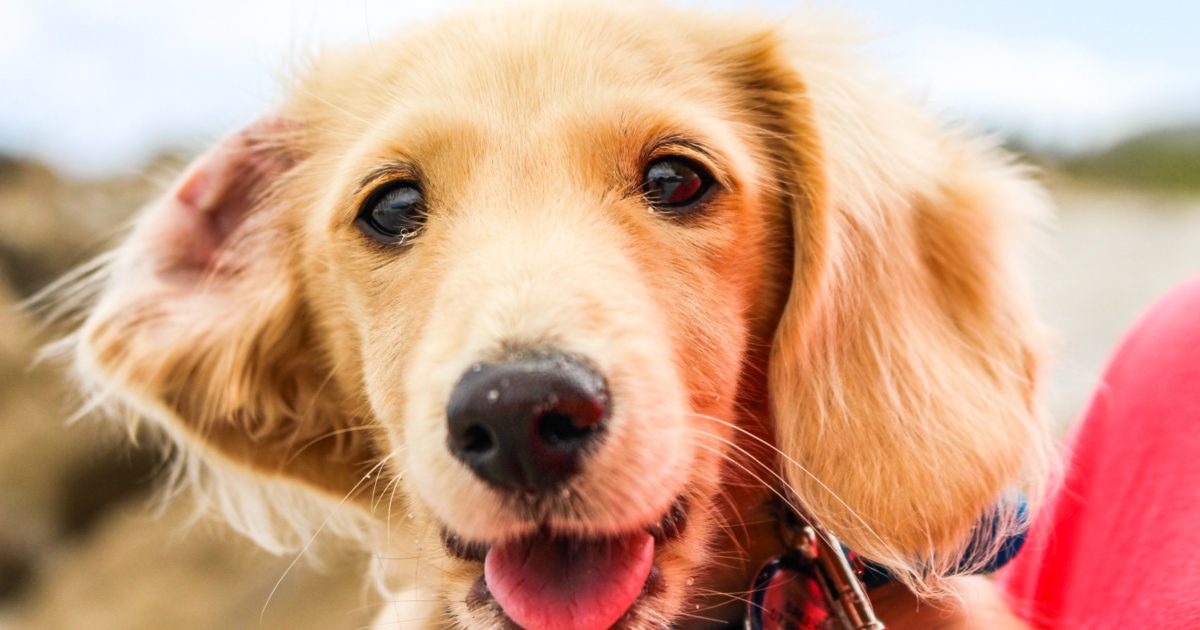 Ear Problems in Dogs: Causes, Symptoms, and Treatments | FirstVet