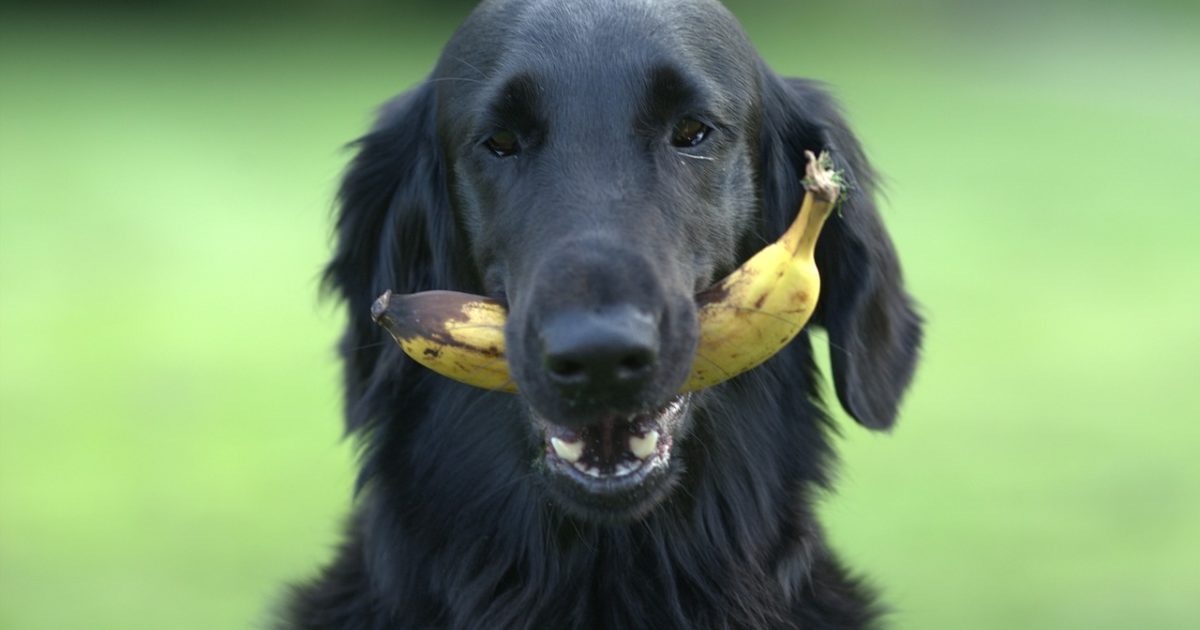 Are bananas a safe treat for dogs? | FirstVet