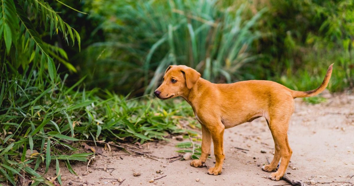 Fever in Dogs: Causes and Treatment | FirstVet