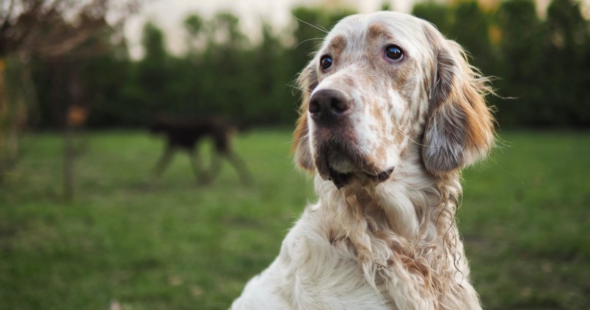 Why is my dog losing hair? | FirstVet