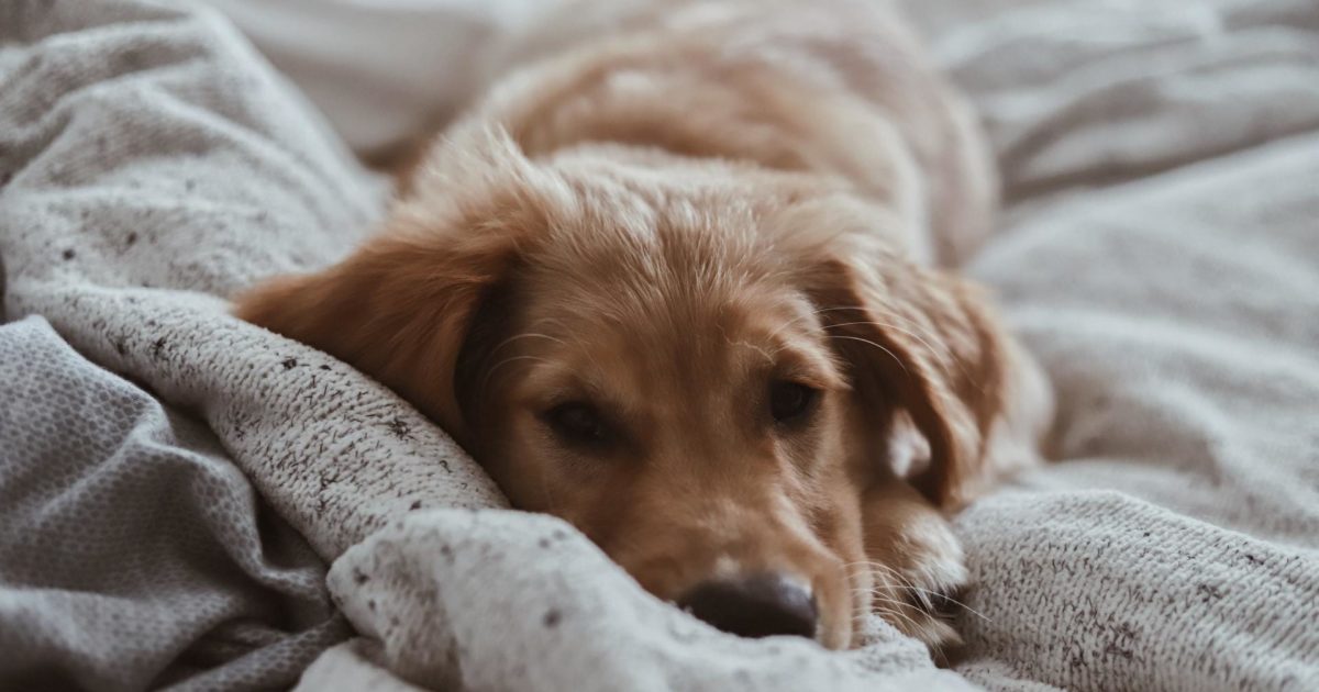 How are hip dislocations treated in pets? | FirstVet