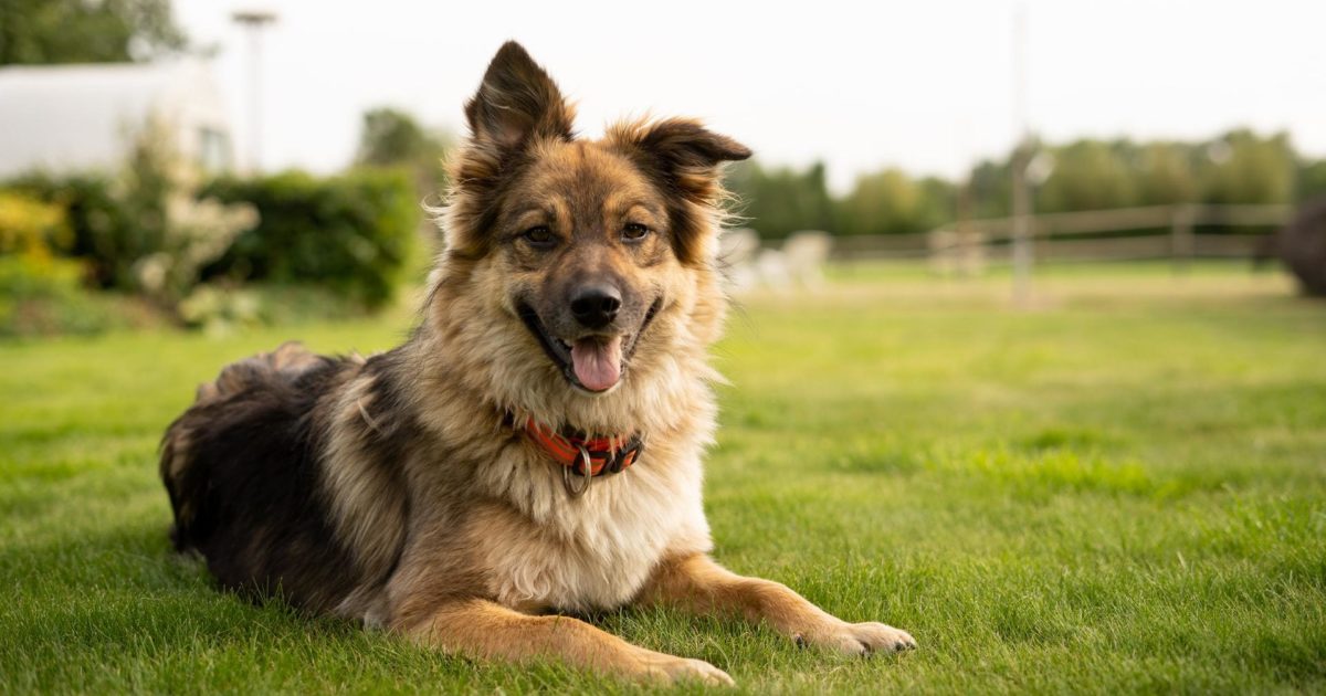 Treatment Options for Dogs with Hip Dysplasia | FirstVet