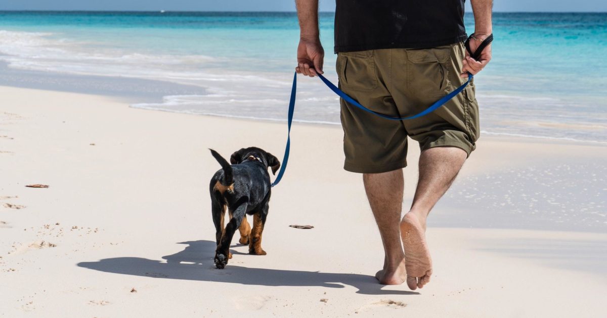Dog Training Advice: Leash Walking | FirstVet