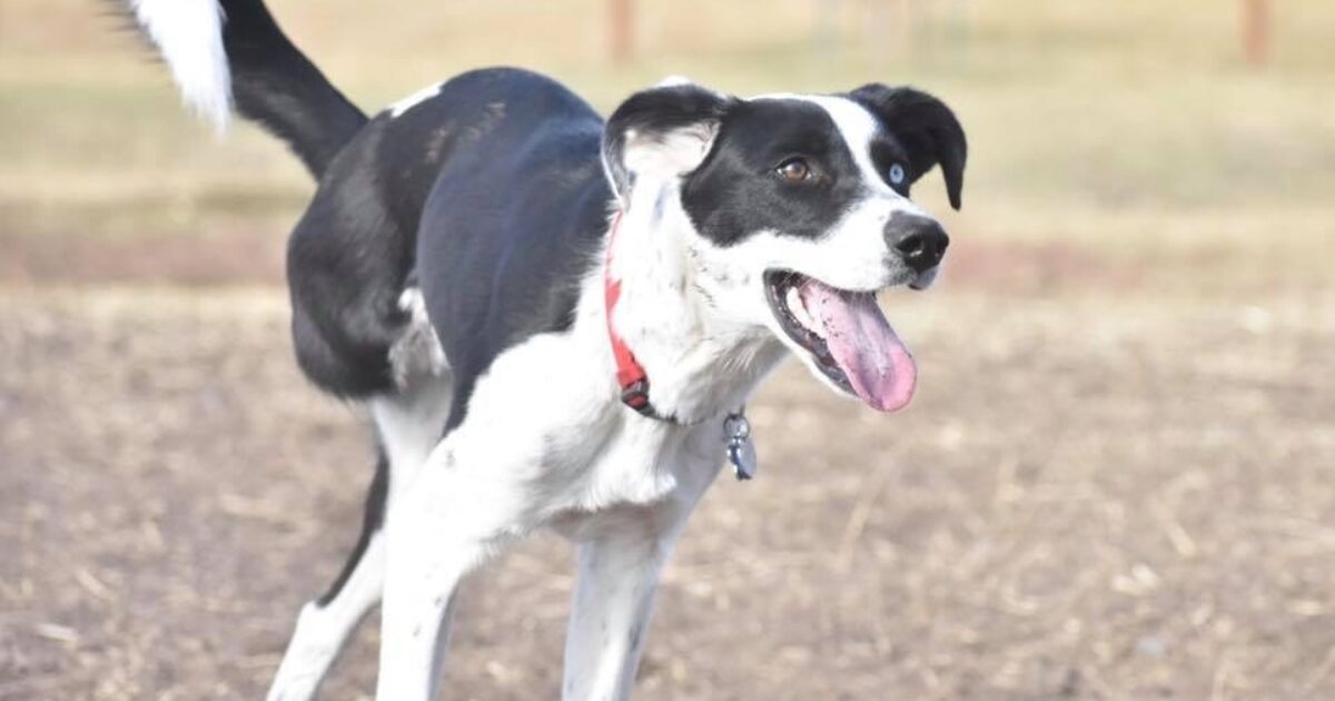 How to Care for Your Dog After Limb Amputation Surgery | FirstVet