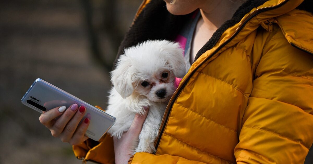 Tips for Picking the Best Insurance Plan for Your Dog | FirstVet