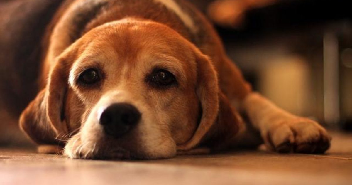 What can I do if my dog is overweight? | FirstVet