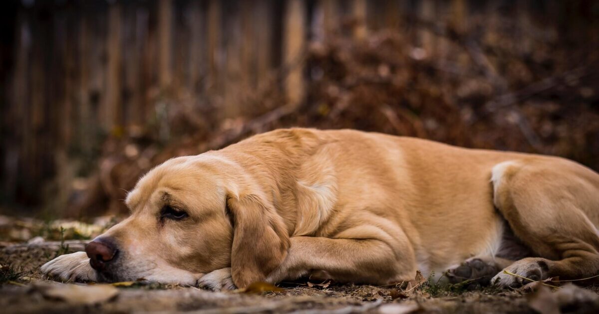 Pacemaker Surgery for Dogs with Heart Disease | FirstVet