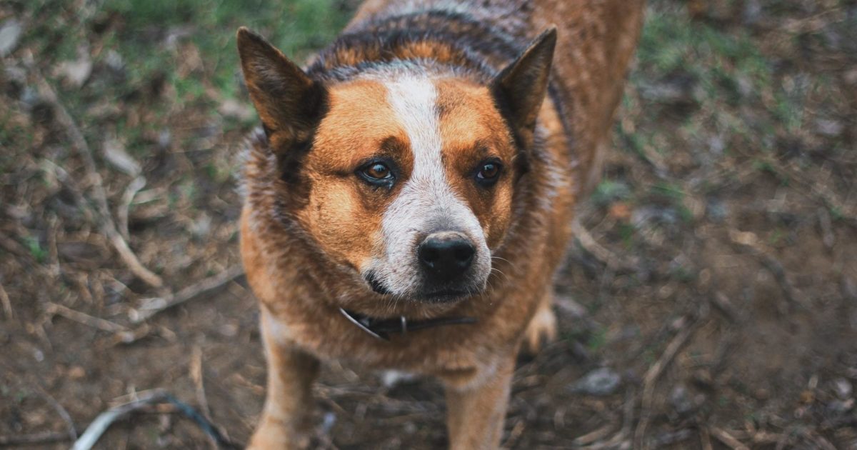 Rabies in Dogs: Prevention, Transmission, and Diagnosis | FirstVet