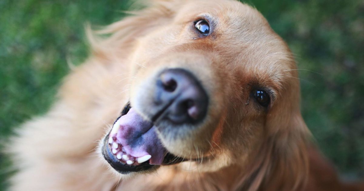 Causes and Treatment for Red Gums in Dogs | FirstVet