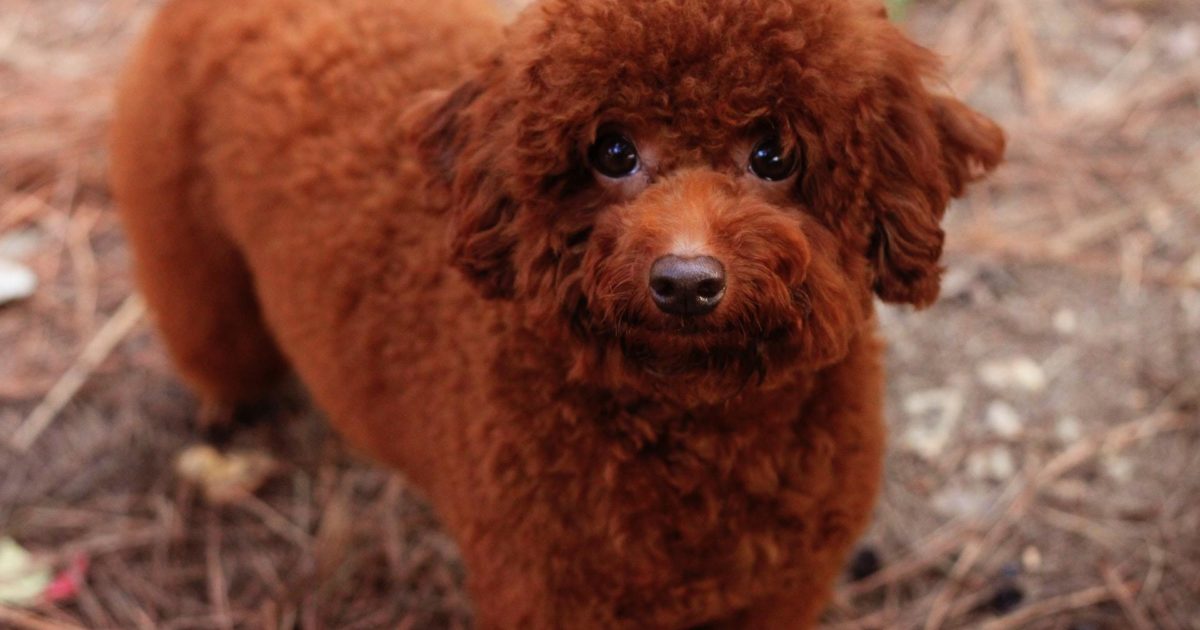 What causes a dog to be cryptorchid? | FirstVet