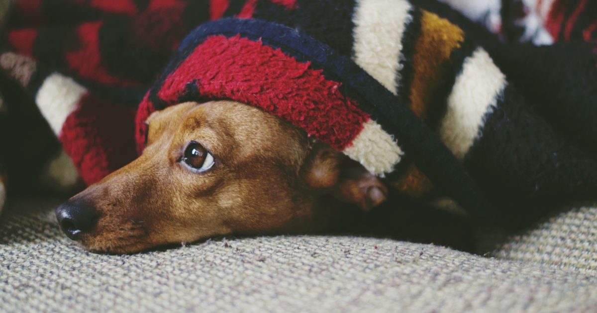 Common Causes of Sneezing in Dogs | FirstVet