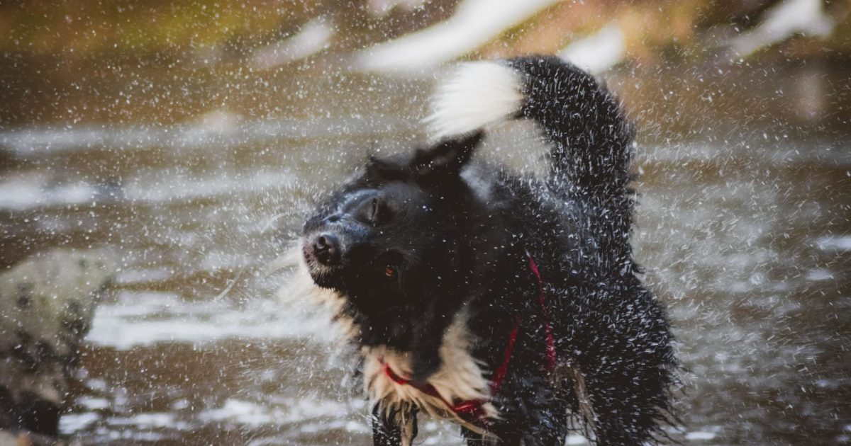 Common Causes of Head Shaking and Painful Ears in Dogs | FirstVet