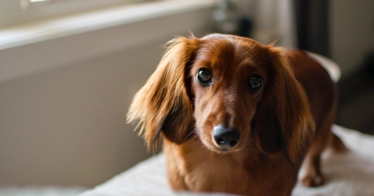 Symptoms and Treatment for Disc Disease in Dogs | FirstVet