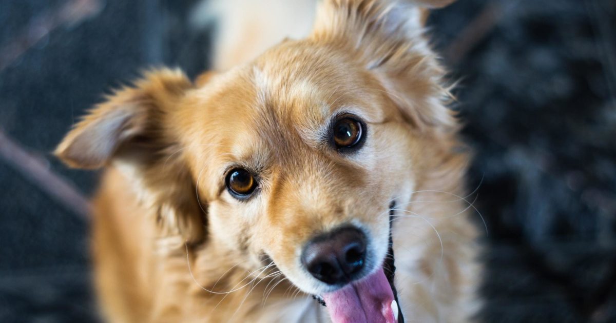 Causes and Treatment of Urinary Incontinence in Dogs | FirstVet
