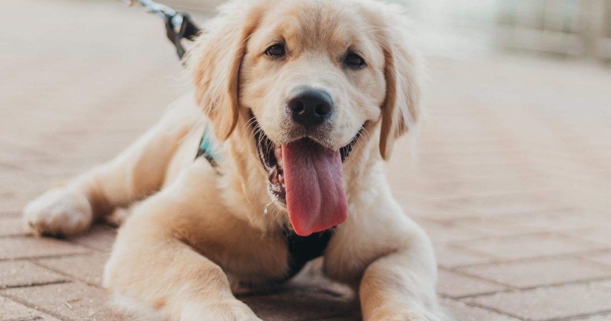 Treatment and Prevention of Warts (Papillomas) in Dogs | FirstVet