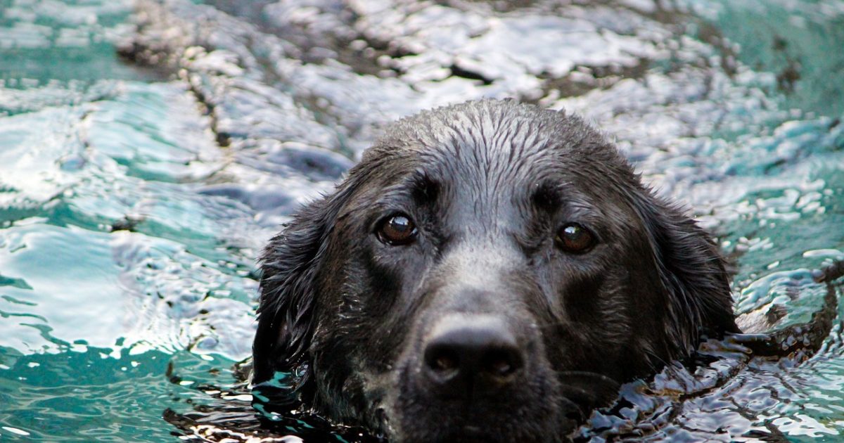 The Benefits of Hydrotherapy for Dogs | FirstVet