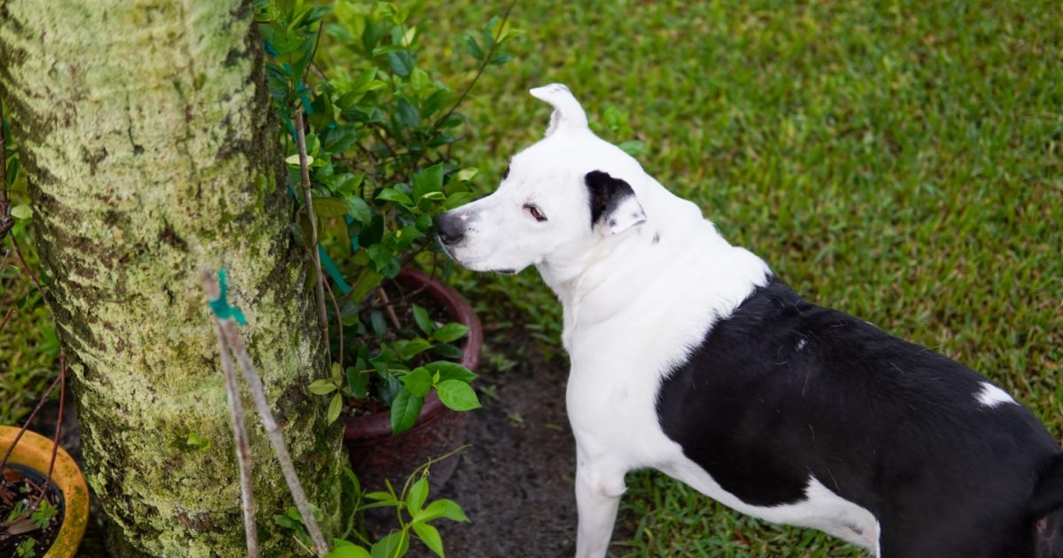 Ear Discharge in dogs | FirstVet