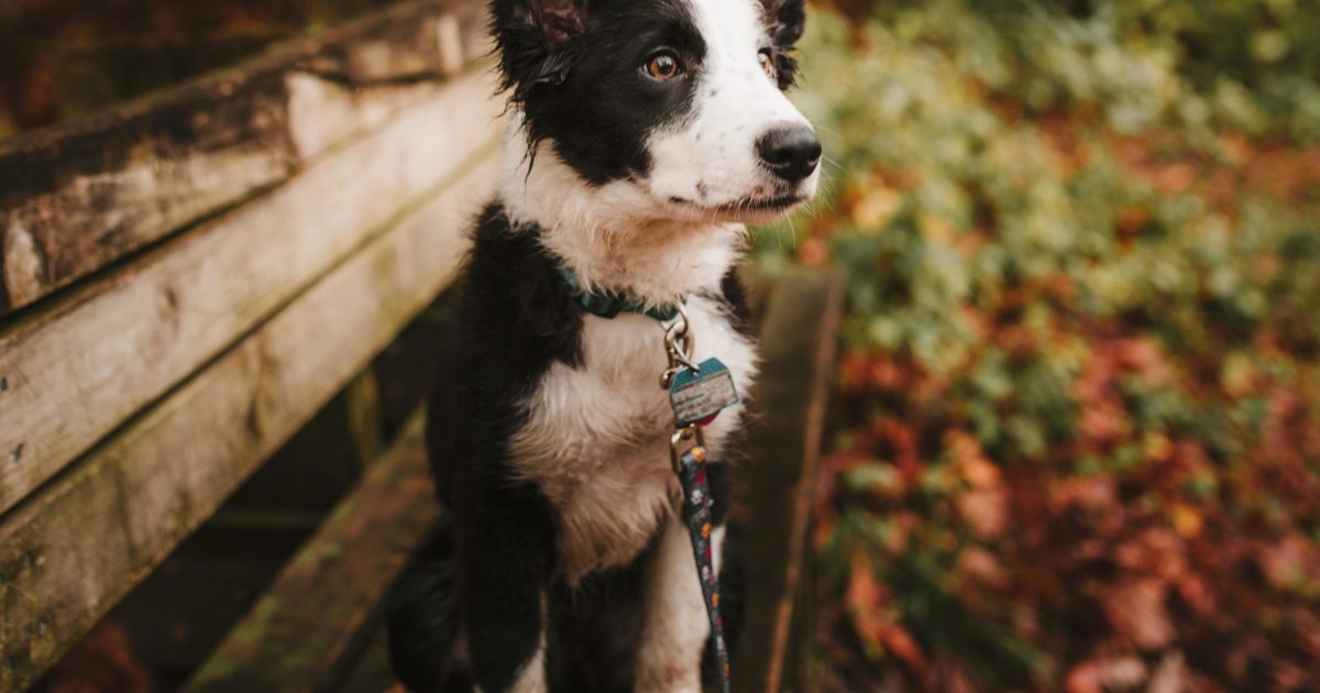 Elbow Calluses in Dogs | FirstVet