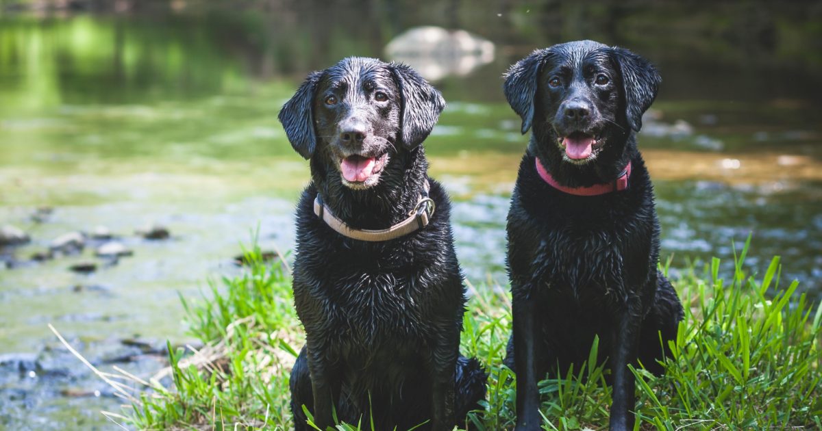 Skin Growths in Dogs: Elbow Hygromas | FirstVet