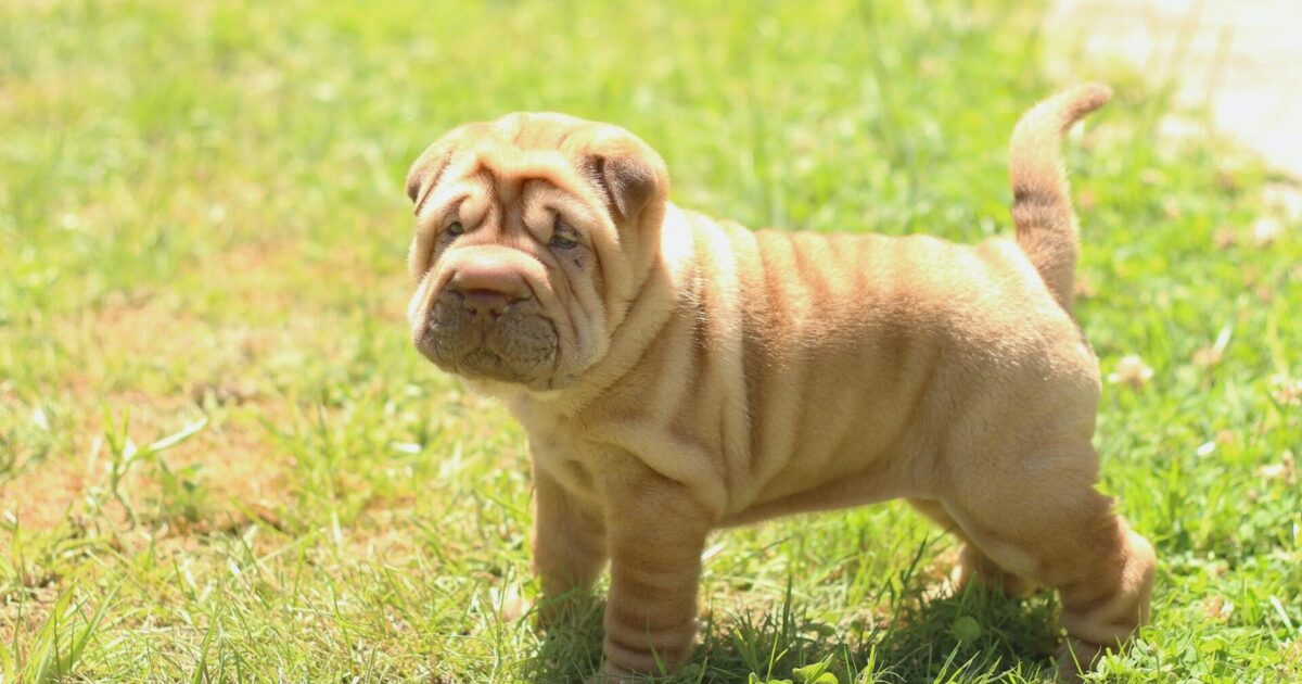 Entropion in Dogs: Causes, Symptoms, and Treatment | FirstVet