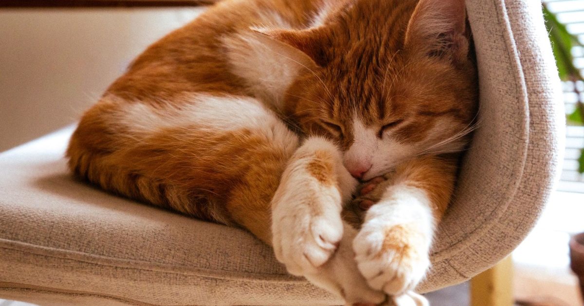Symptoms and Care for Cats with FIP | FirstVet