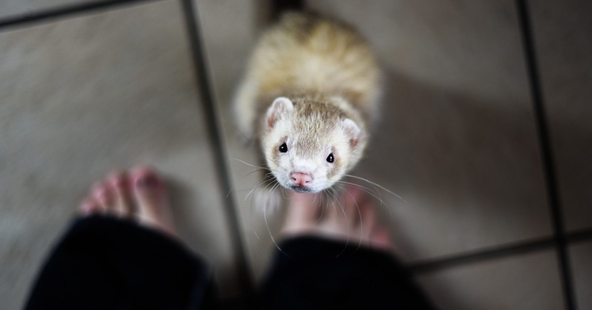 How to Provide Proper Nutrition for Your Ferret | FirstVet