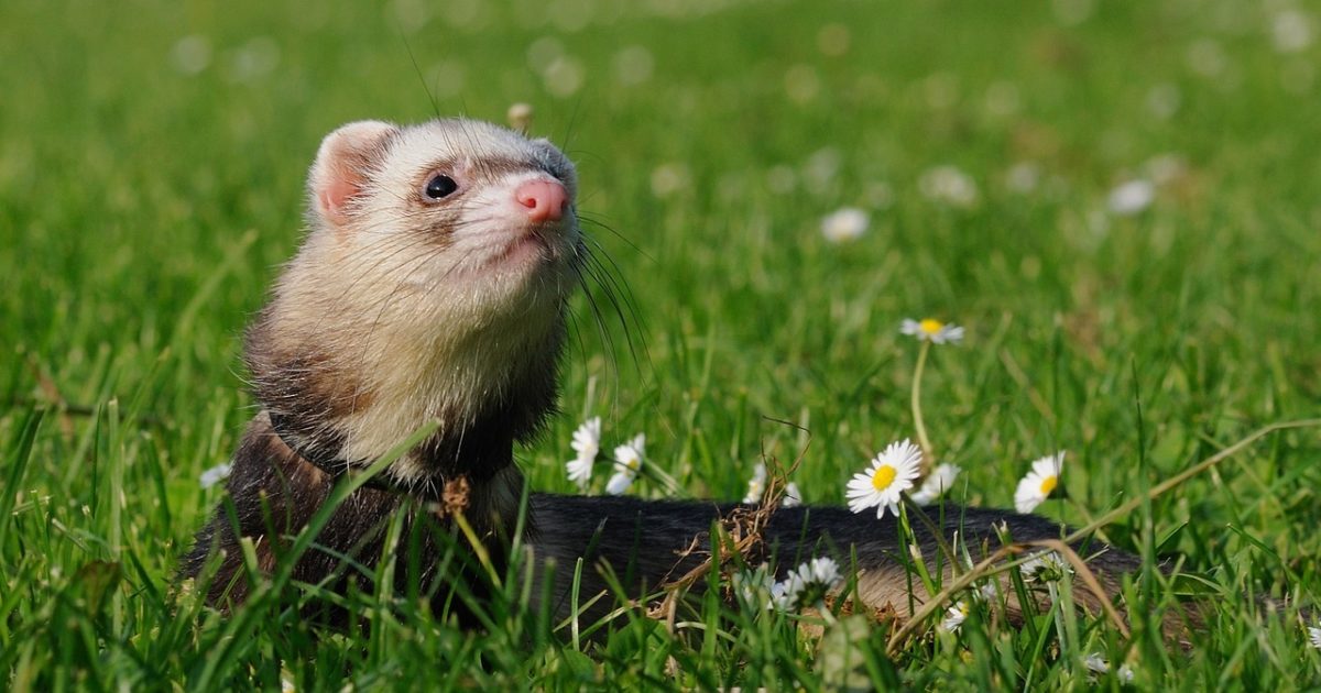 Causes of Diarrhea and Other GI Disease in Ferrets | FirstVet