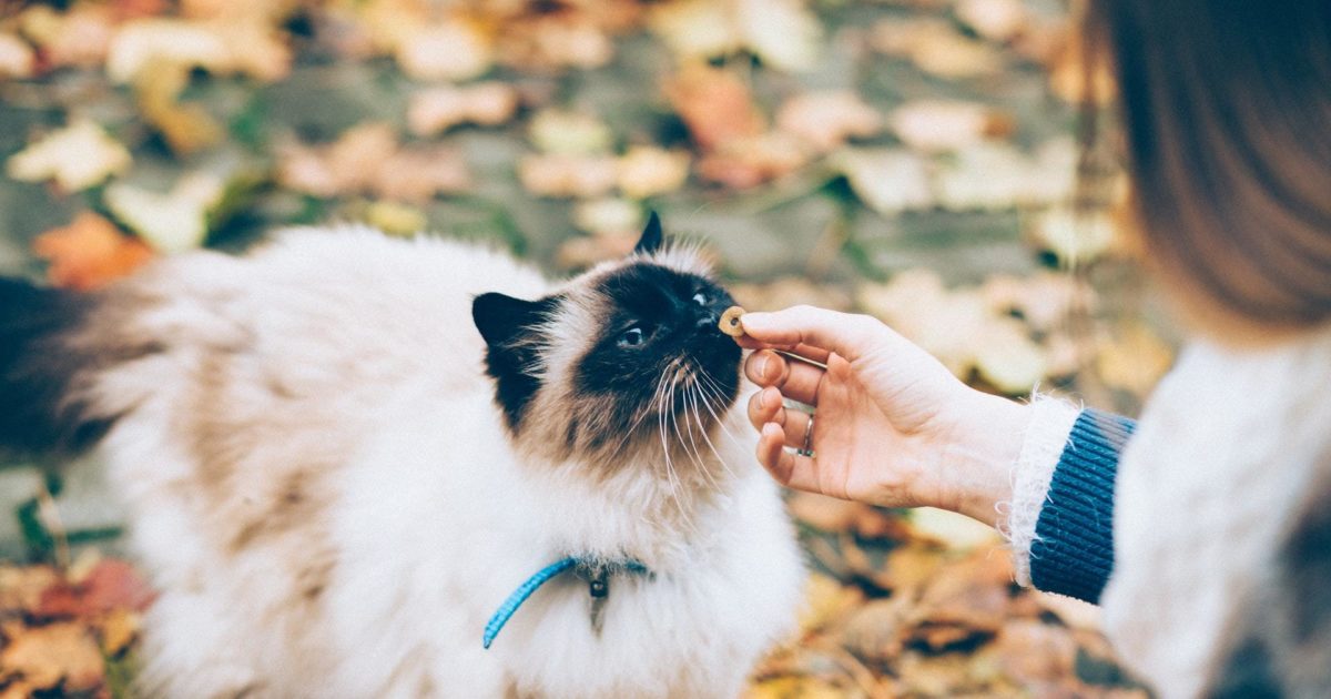 Foods to Avoid Feeding Your Cat | FirstVet