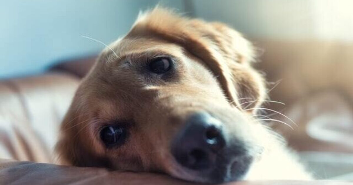 Leishmaniose beim Hund: Symptome, Verlauf, Therapie & mehr | FirstVet