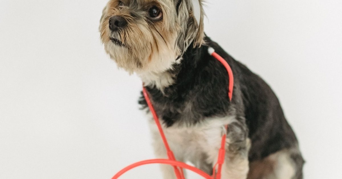 Easy Tips for Keeping Your Pet’s Heart Healthy | FirstVet