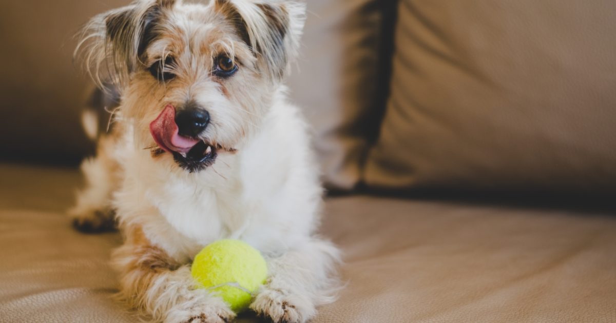 Types of High Blood Pressure (Hypertension) in Dogs | FirstVet