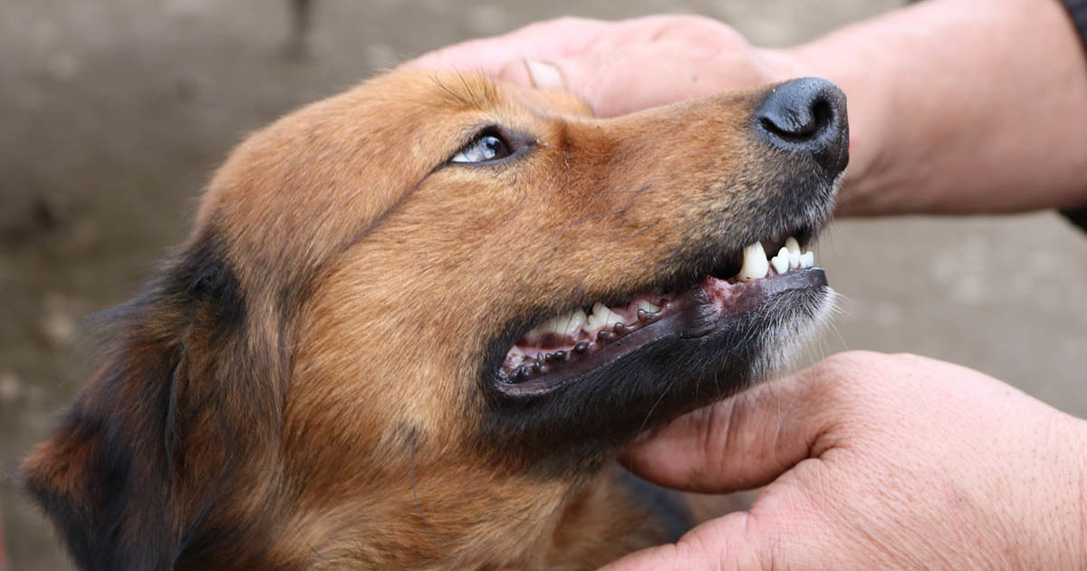 Tændernes og mundens anatomi hos hunde | FirstVet