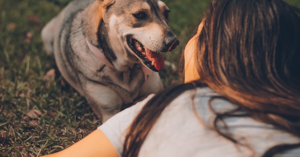 How to Check Your Pet's Heart Rate and More at Home | FirstVet