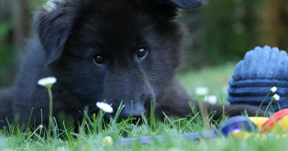 How to Make Your Home Safe for a New Puppy | FirstVet