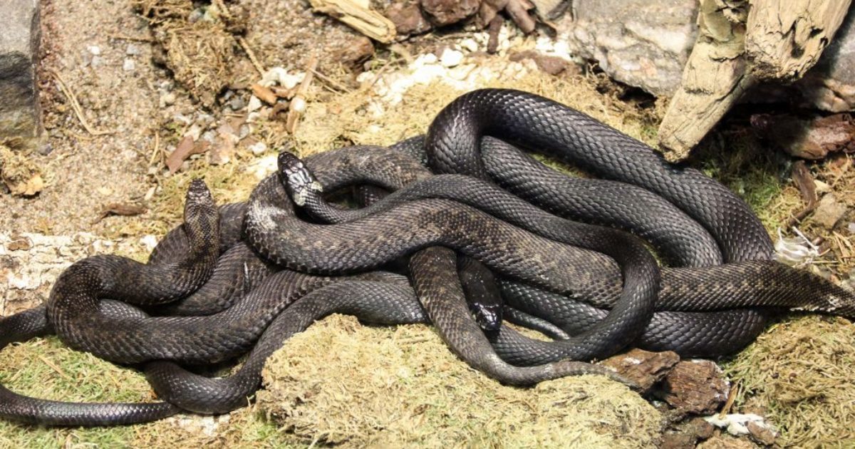 Alt du må vite om huggormbitt | FirstVet