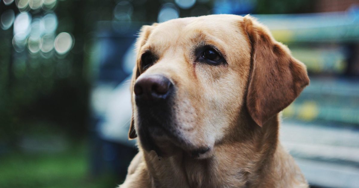 Hypothyroidism in Dogs: Signs, Diagnosis, and Treatment | FirstVet