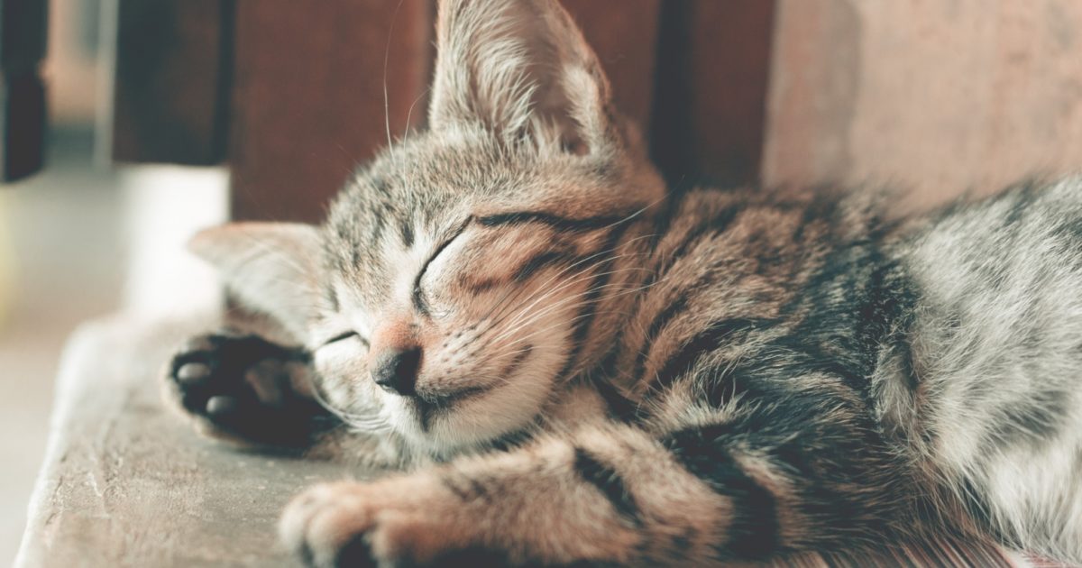 Causes and Symptoms of Itchy Ear in Cats | FirstVet