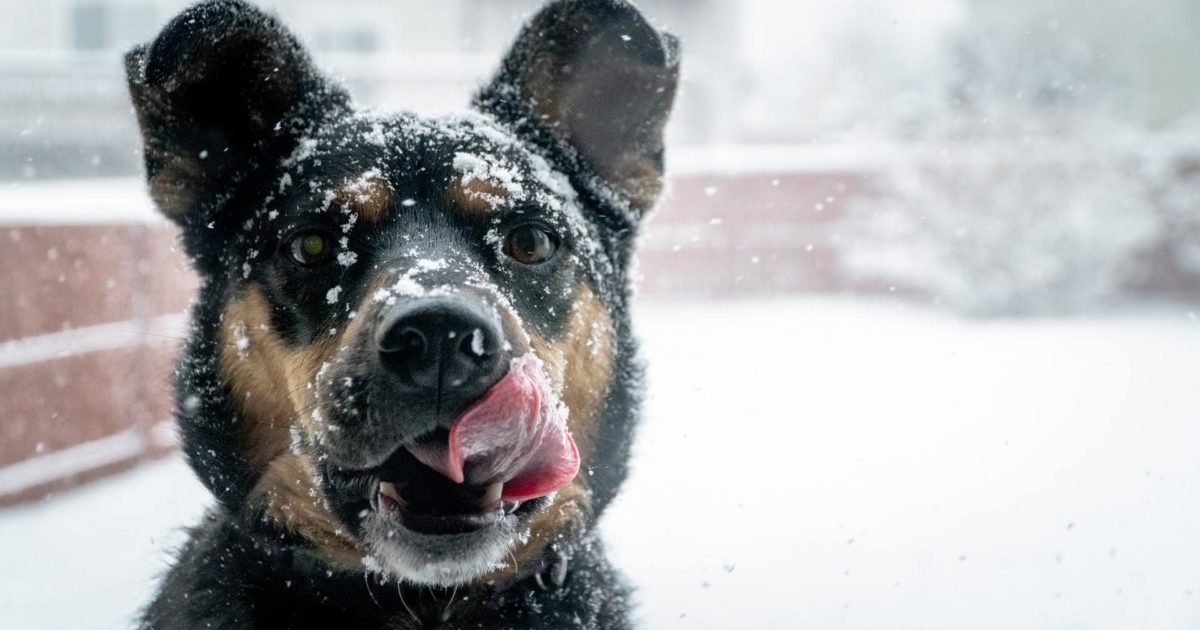 Can you feed your dog ice? | FirstVet
