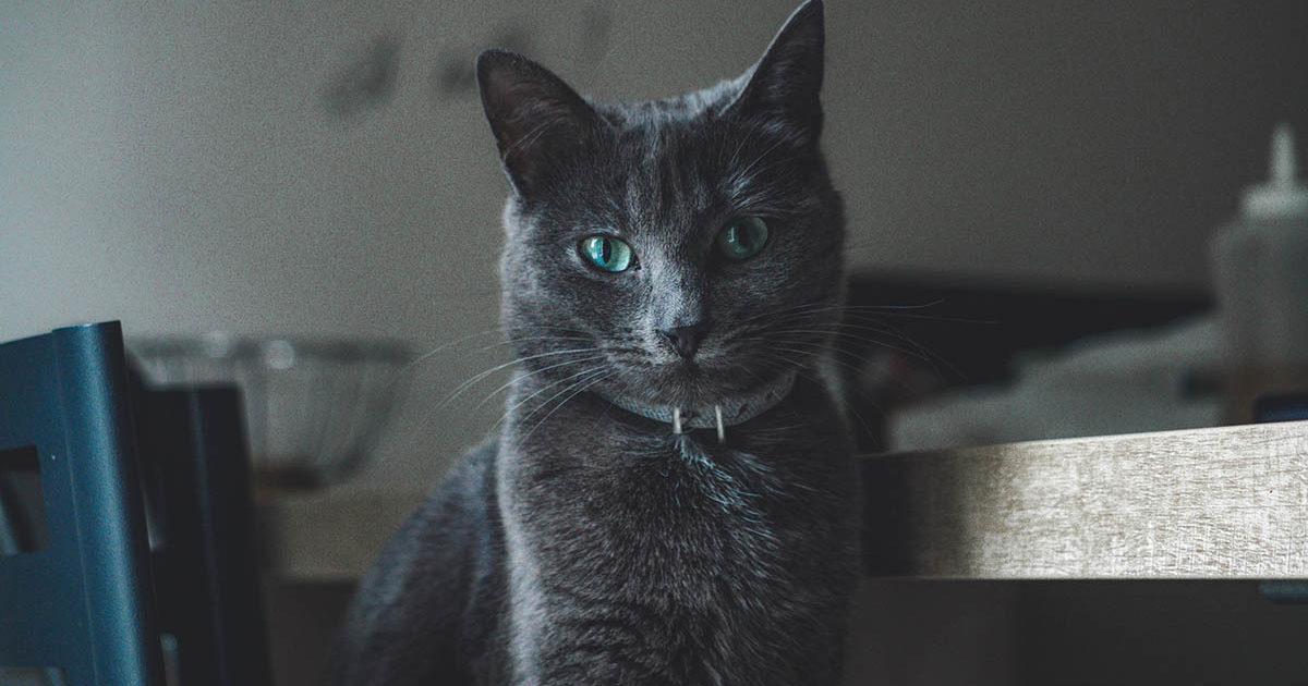 Kissojen krooninen munuaisten vajaatoiminta | FirstVet