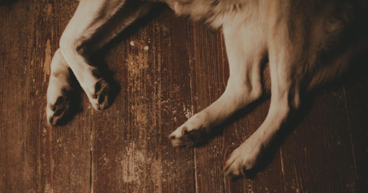 Lameness (limping) in dogs | FirstVet