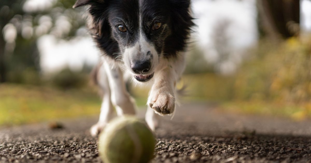 What to do when your dog has a cut or wound | FirstVet