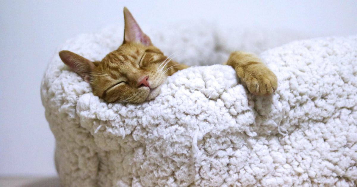 Symptoms of Nasal Polyps in Cats | FirstVet