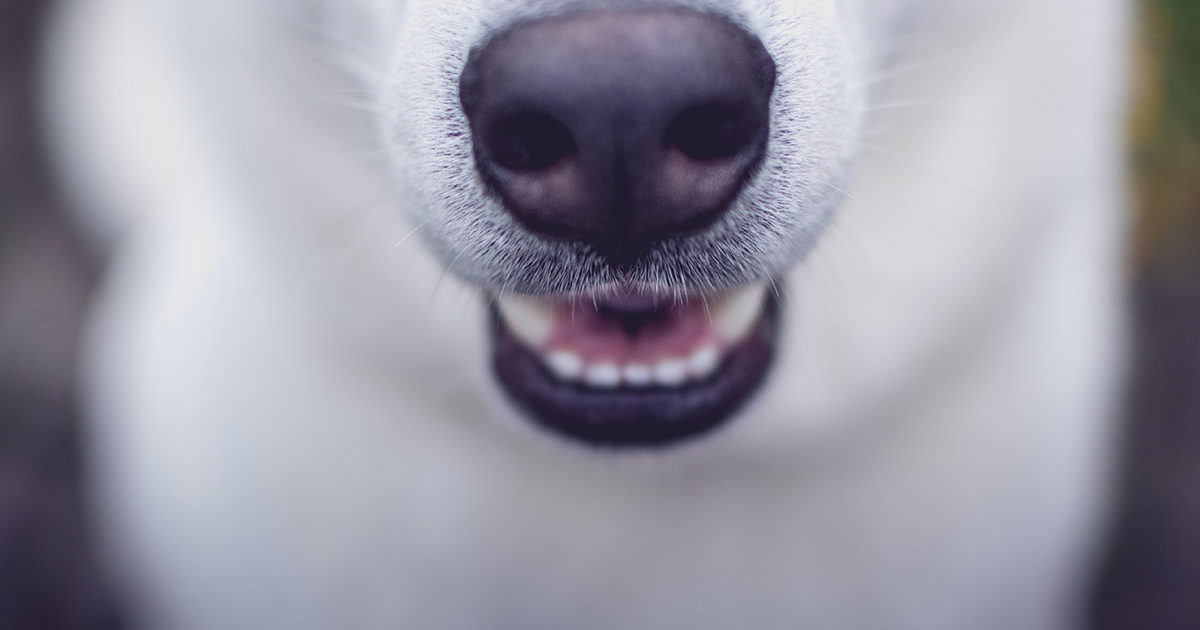 Treatment and Diagnosis of Nasal Mites in Dogs | FirstVet